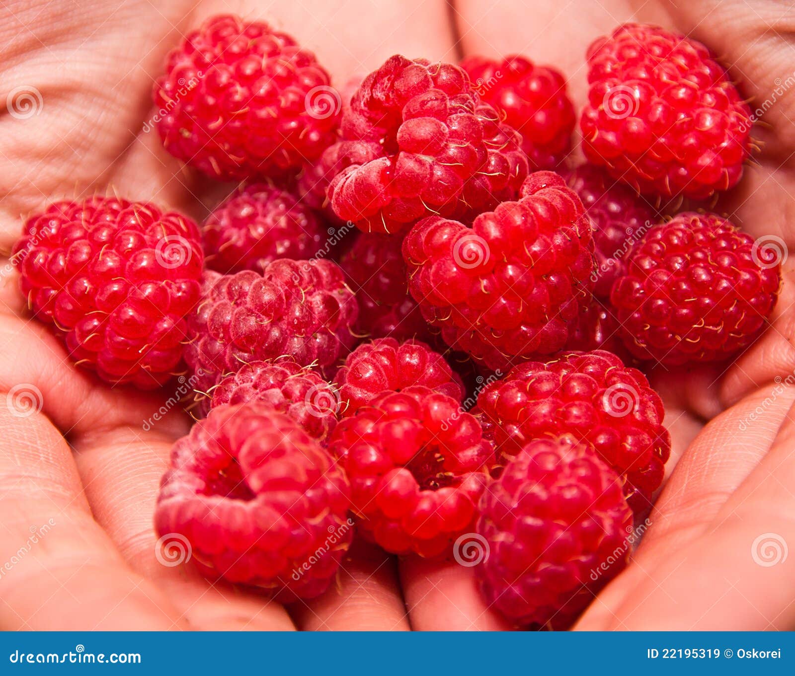 Two Hands Holding a Bunch of Raspberry. Stock Image - Image of healthy ...