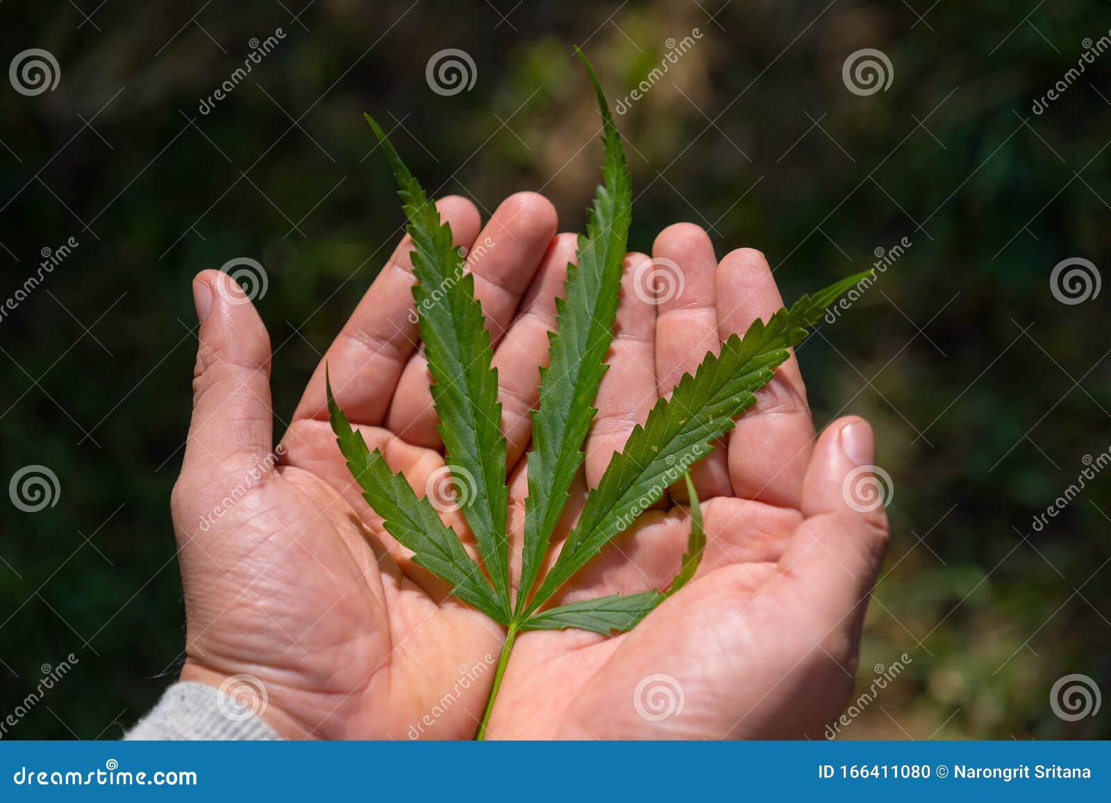 Two Hands are Holding Marijuana Leaf with Day Light Stock Photo - Image ...