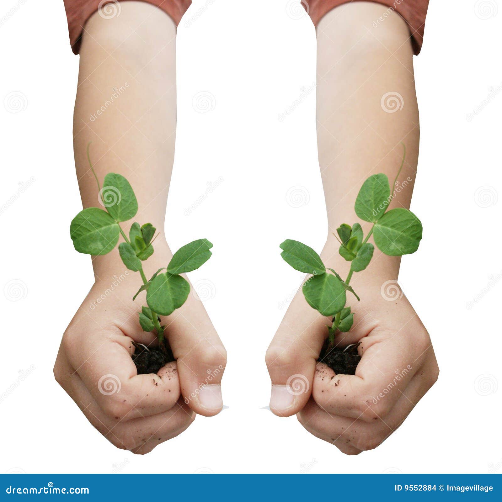 Two hands holding plants stock photo. Image of farmer - 9552884