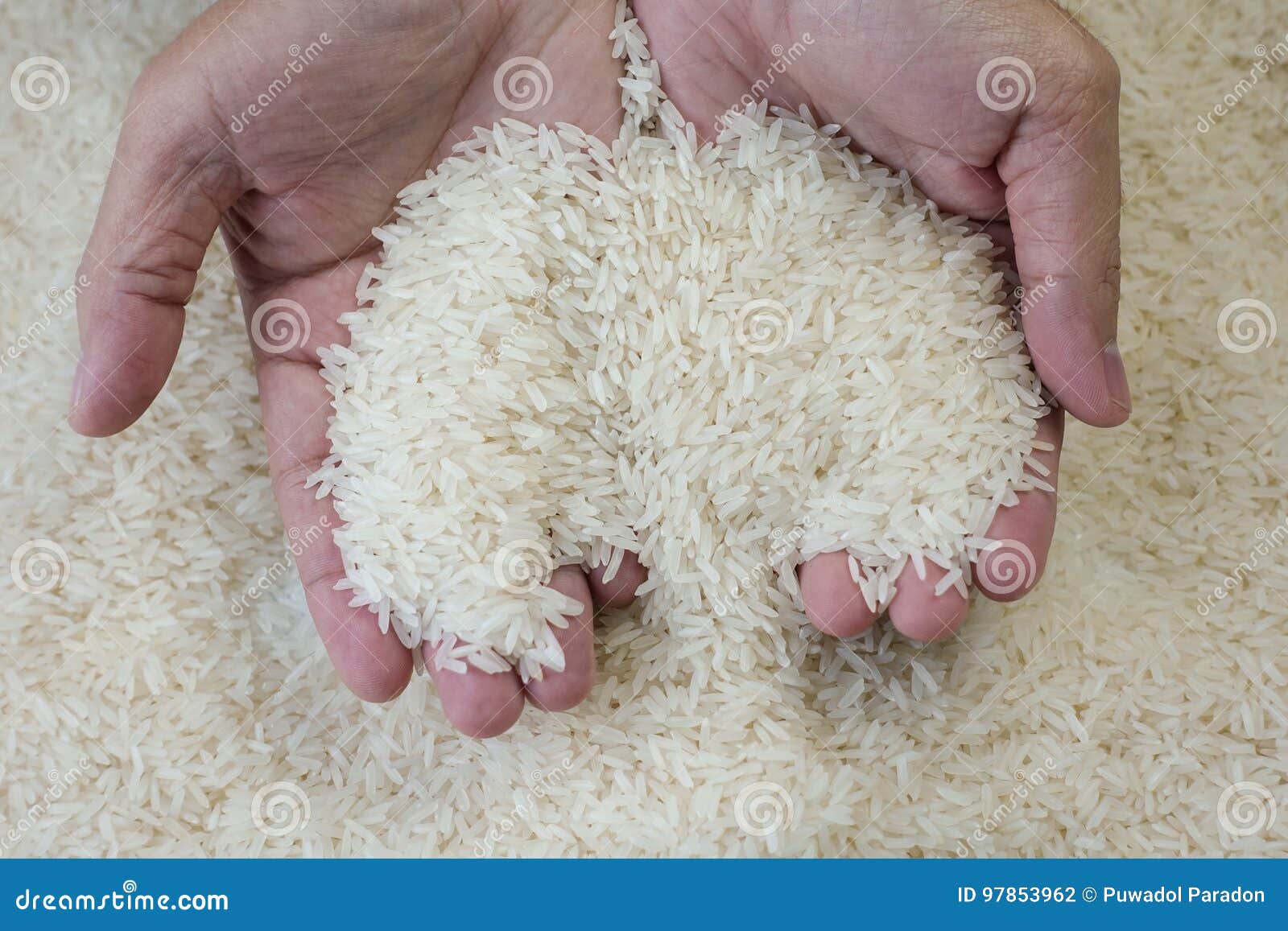 Two hands holding rice stock photo. Image of food, cereal - 97853962