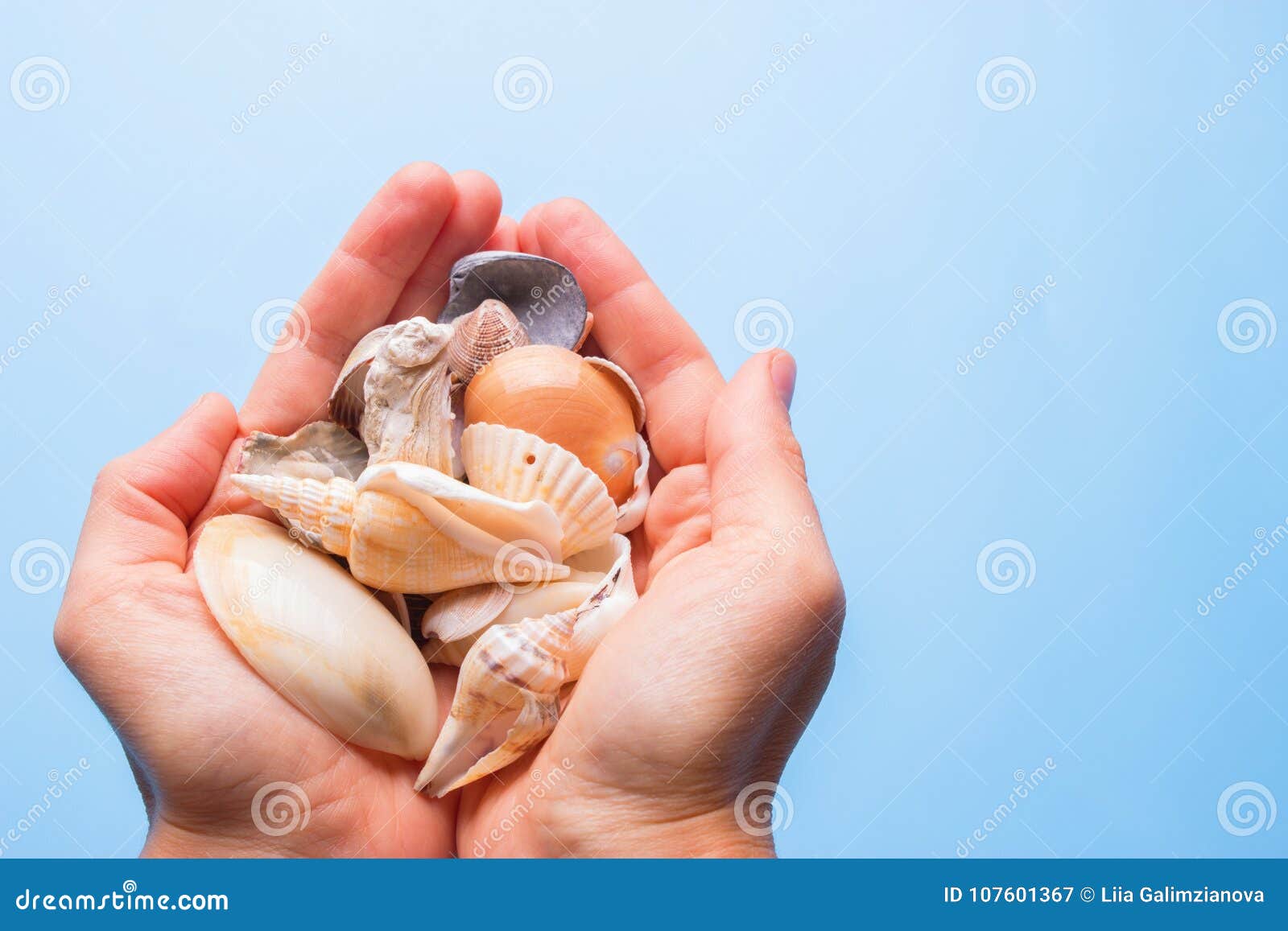 Two Hands Holding Tiny Shells on Shell Beach. B Stock Image - Image of ...