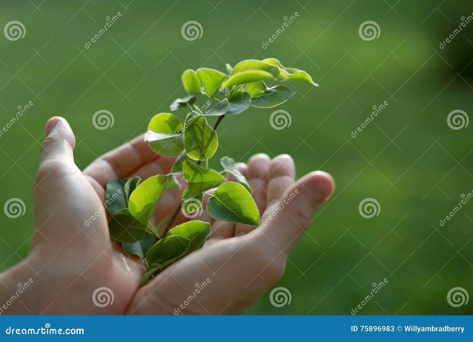 Two Hands Holding a Tree Branch Stock Image - Image of concept, hands ...