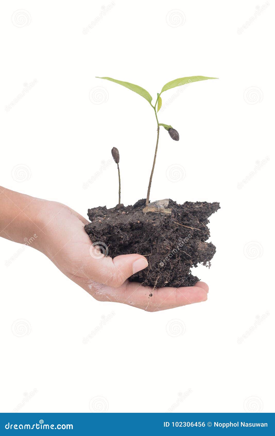 Two Hands Holding Tree and Isolate on White Background. Stock Photo ...