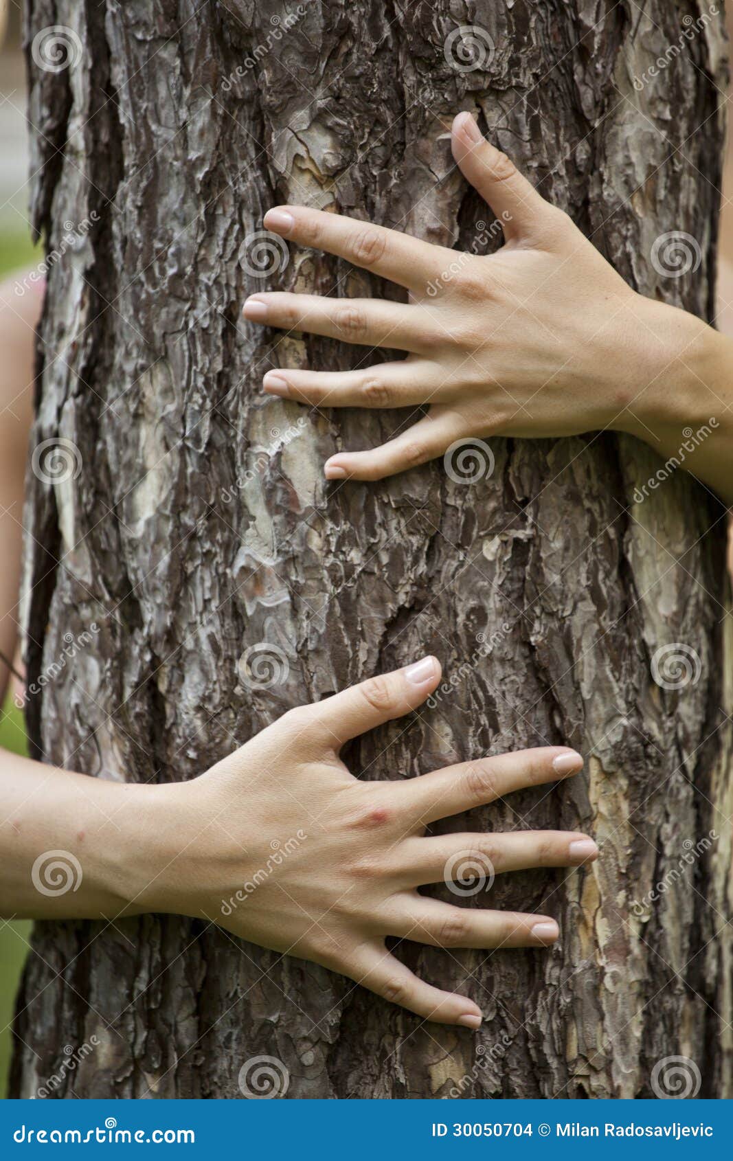 Hugging tree stock photo. Image of forest, love, arms - 30050704