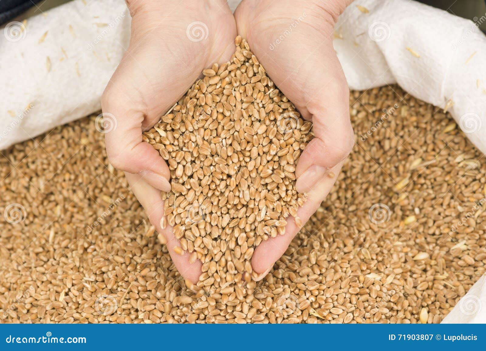Two Hands Grasp Corn Grains Out of a Grain Sack Stock Image - Image of ...