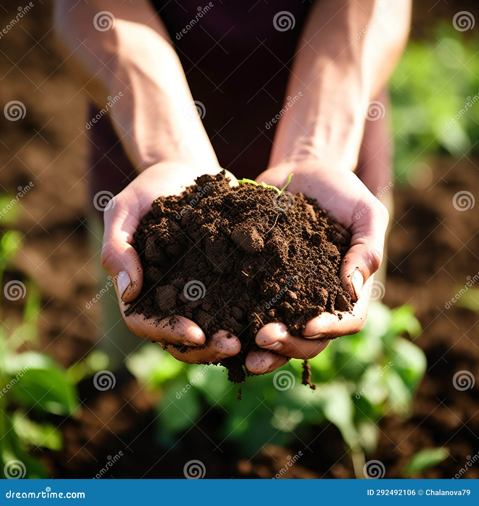 Two Hands of the Men Was Carrying a Soil Stock Photo - Image of growing ...