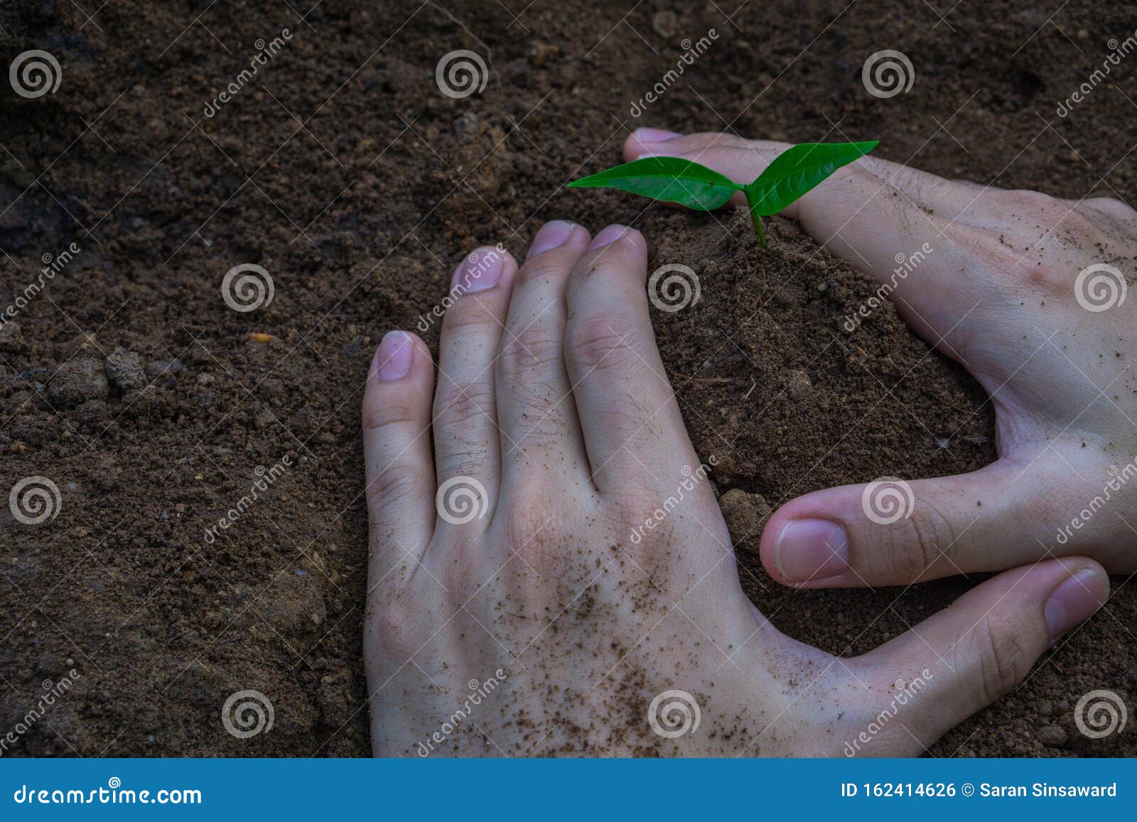 Two Hands Of The Men Were Planting The Tree Into The Ground To Dry