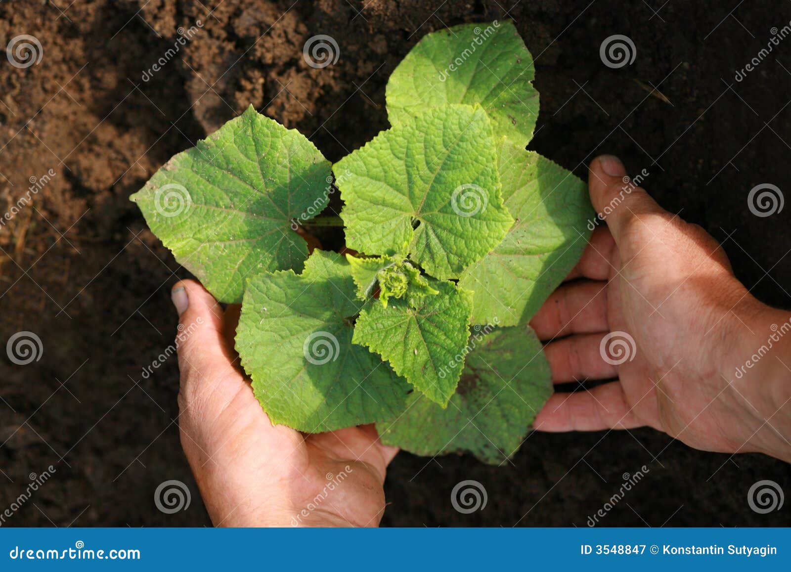 Two Hands Planting a Newly Born Plant Stock Image - Image of life, grow ...