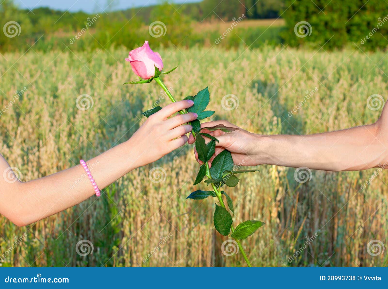 Two hands and the Rose stock photo. Image of pretty, feelings - 28993738