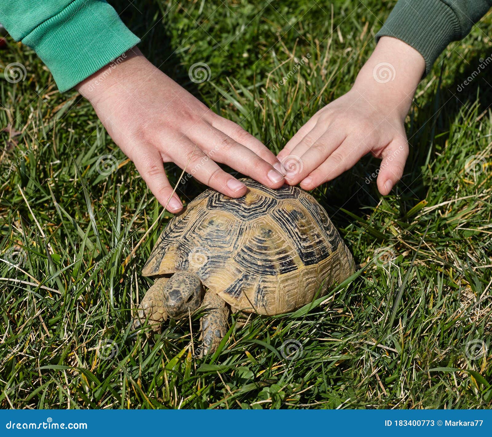 Two Hands on a Turtle. Kids and Pets Stock Image - Image of cute ...