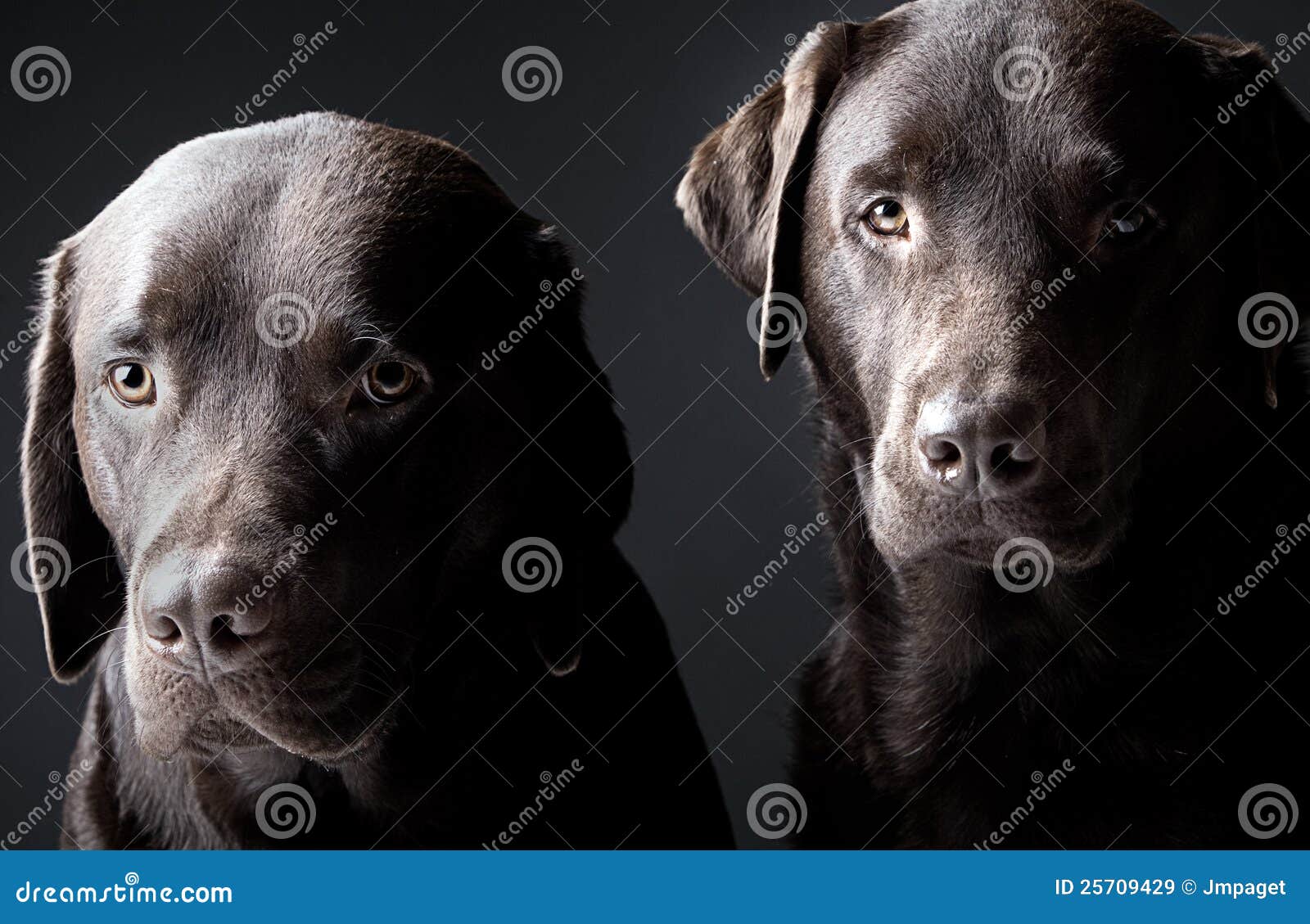 Two Handsome Chocolate Labradors Stock Image - Image of animal, beauty ...