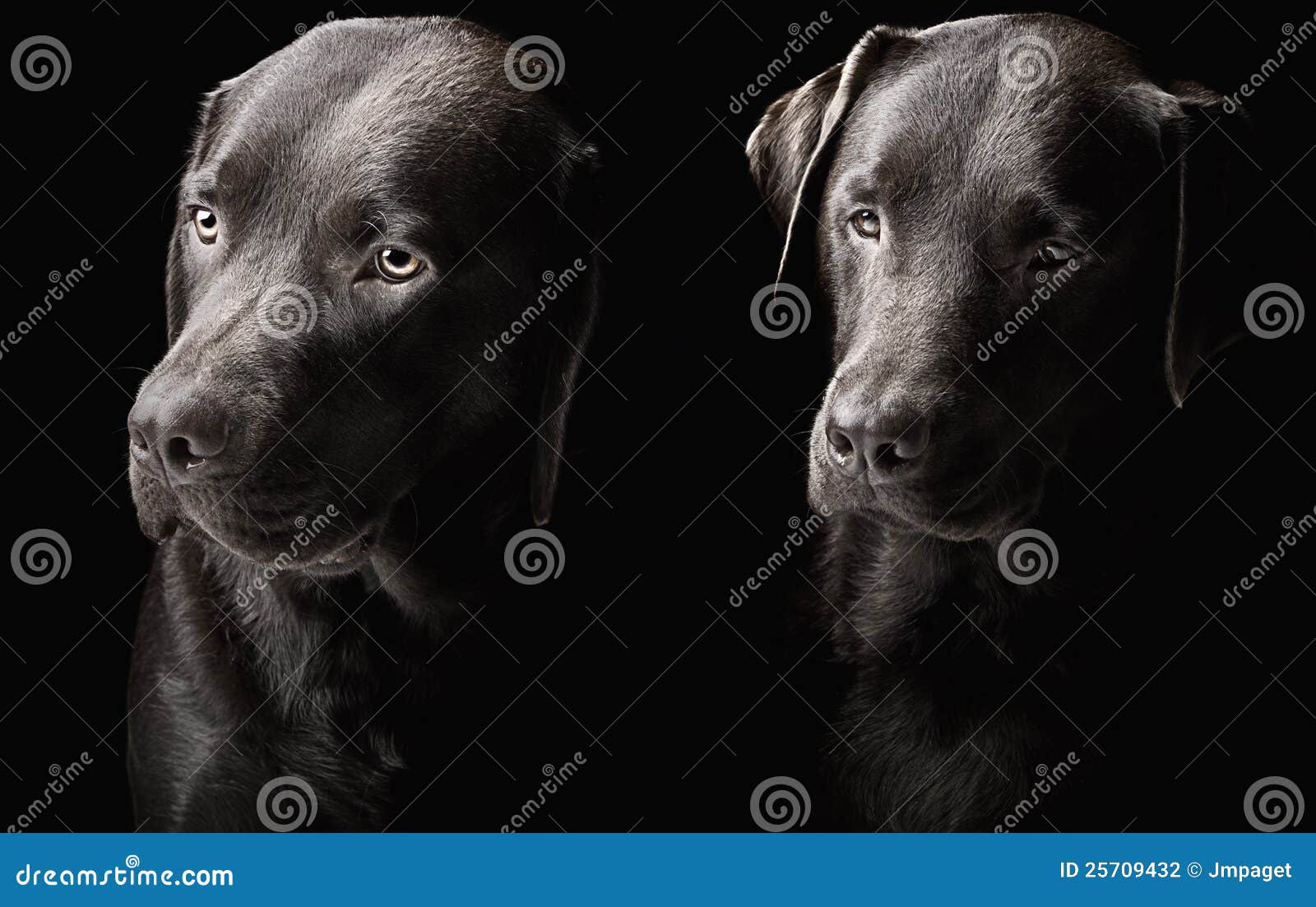 Two Handsome Chocolate Labradors Stock Photo - Image of face, head ...