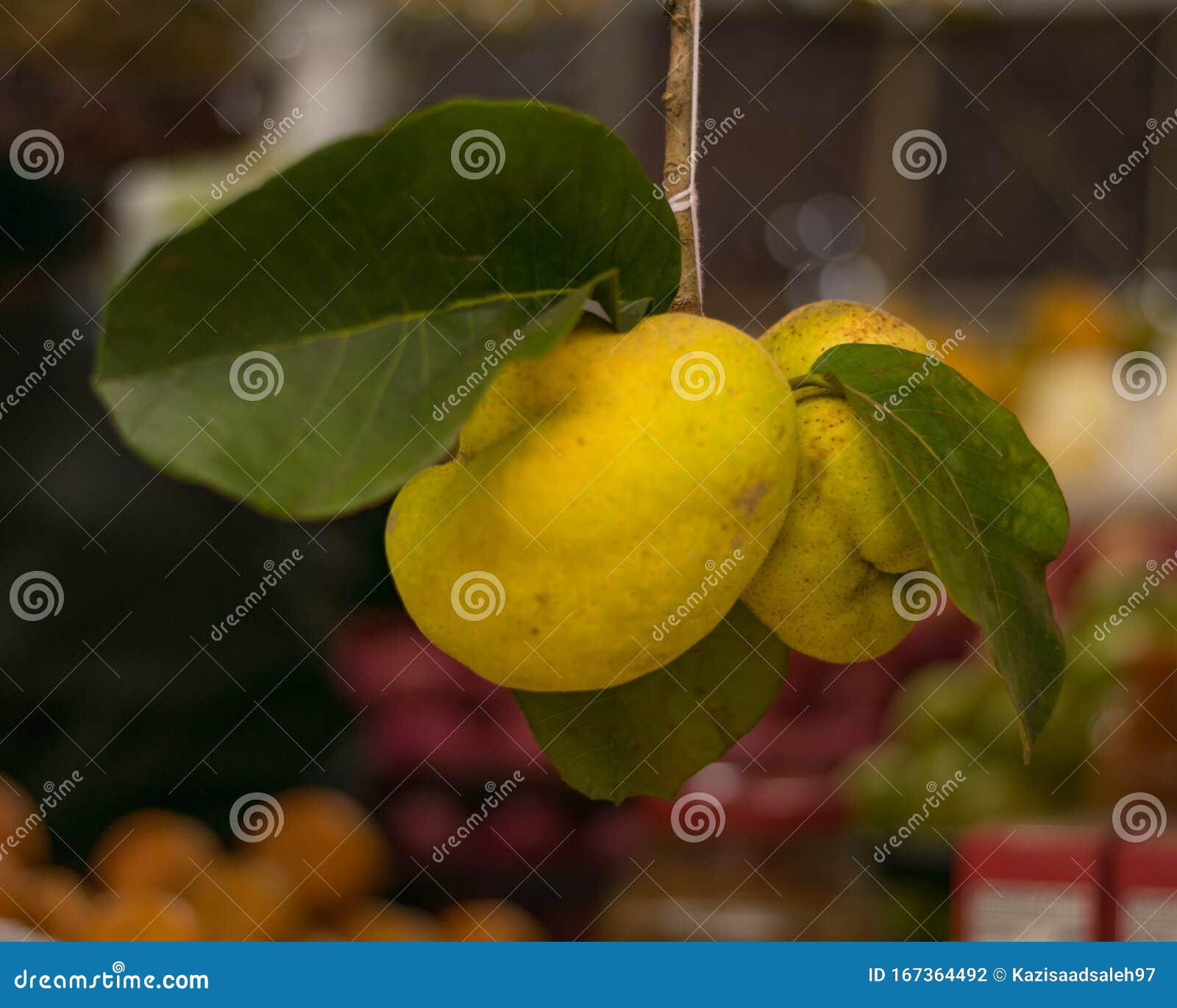 Hanging Lakoocha or Monkey Jack Fruit with Leafs in a Local Fruit Shop ...