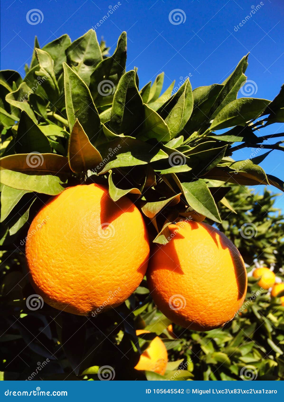 Two hanging oranges stock photo. Image of oranges, delicious - 105645542