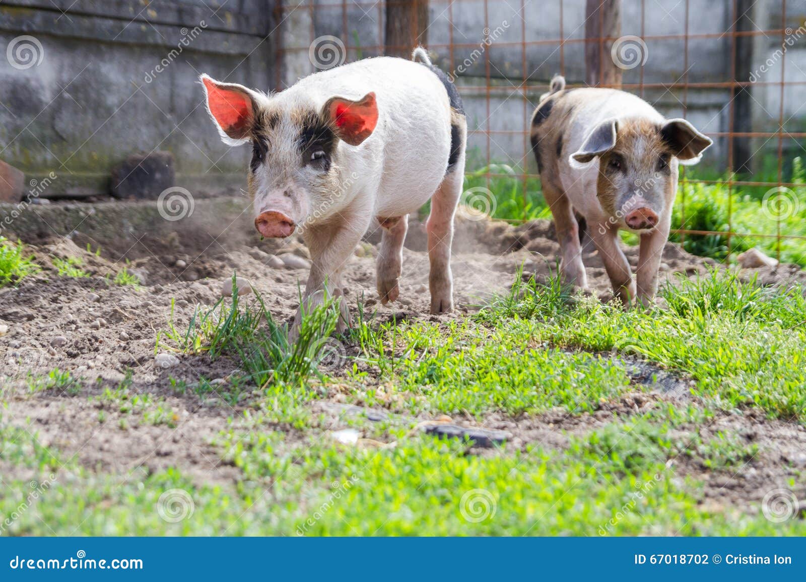 Two Happy Black Spotted Piglets Running Stock Photo - Image of coming ...