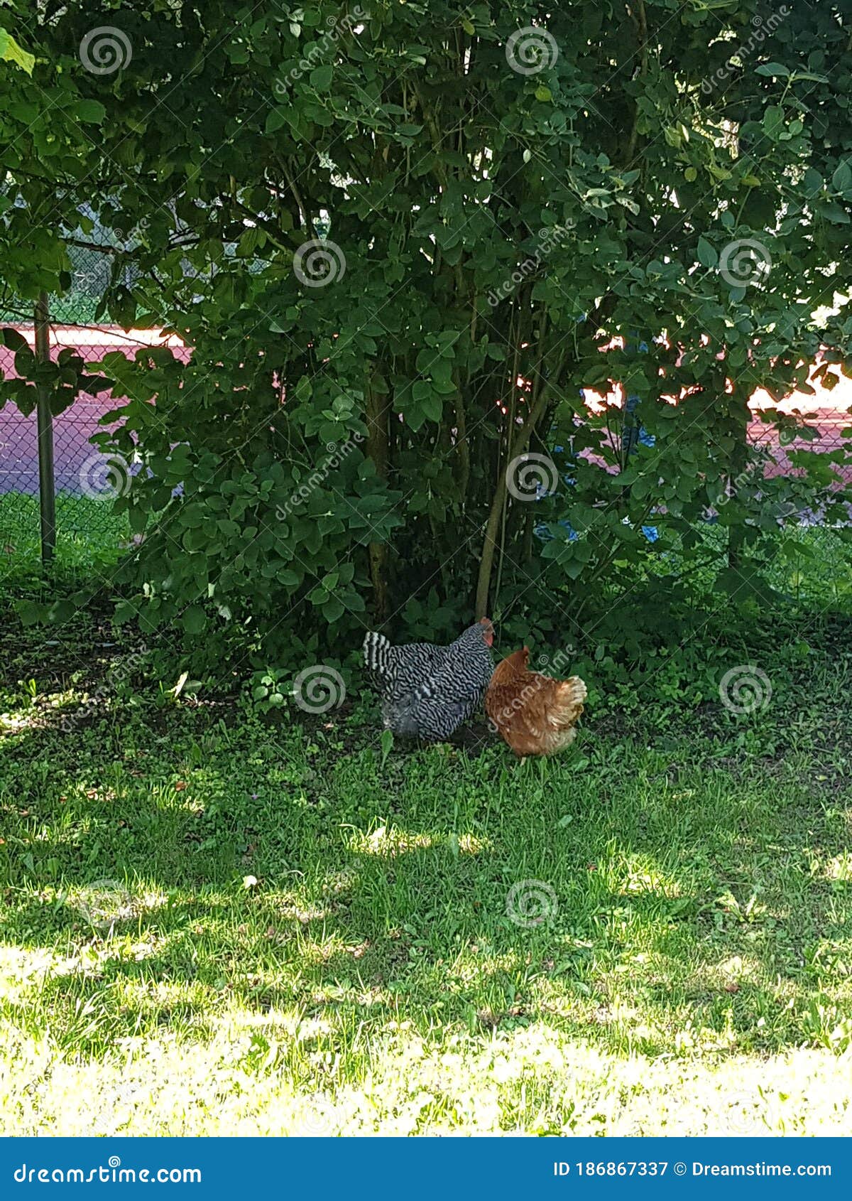 Two happy chicken! stock image. Image of jungle, lawn - 186867337