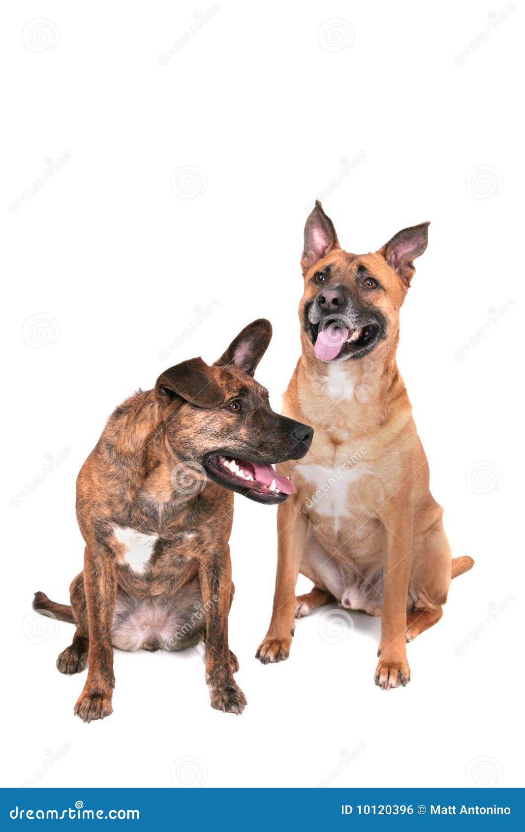 Two happy dogs stock photo. Image of doggy, waiting, cute - 10120396