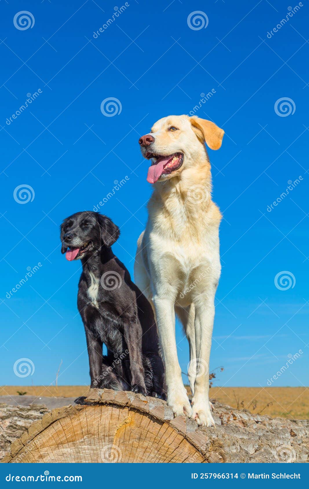 Two Happy Dogs and Blue Sky Stock Photo - Image of smile, portrait ...