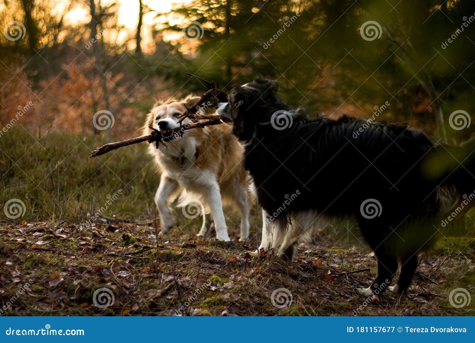 Two Happy Dogs Border Collie are Playing in the Forest Stock Image ...