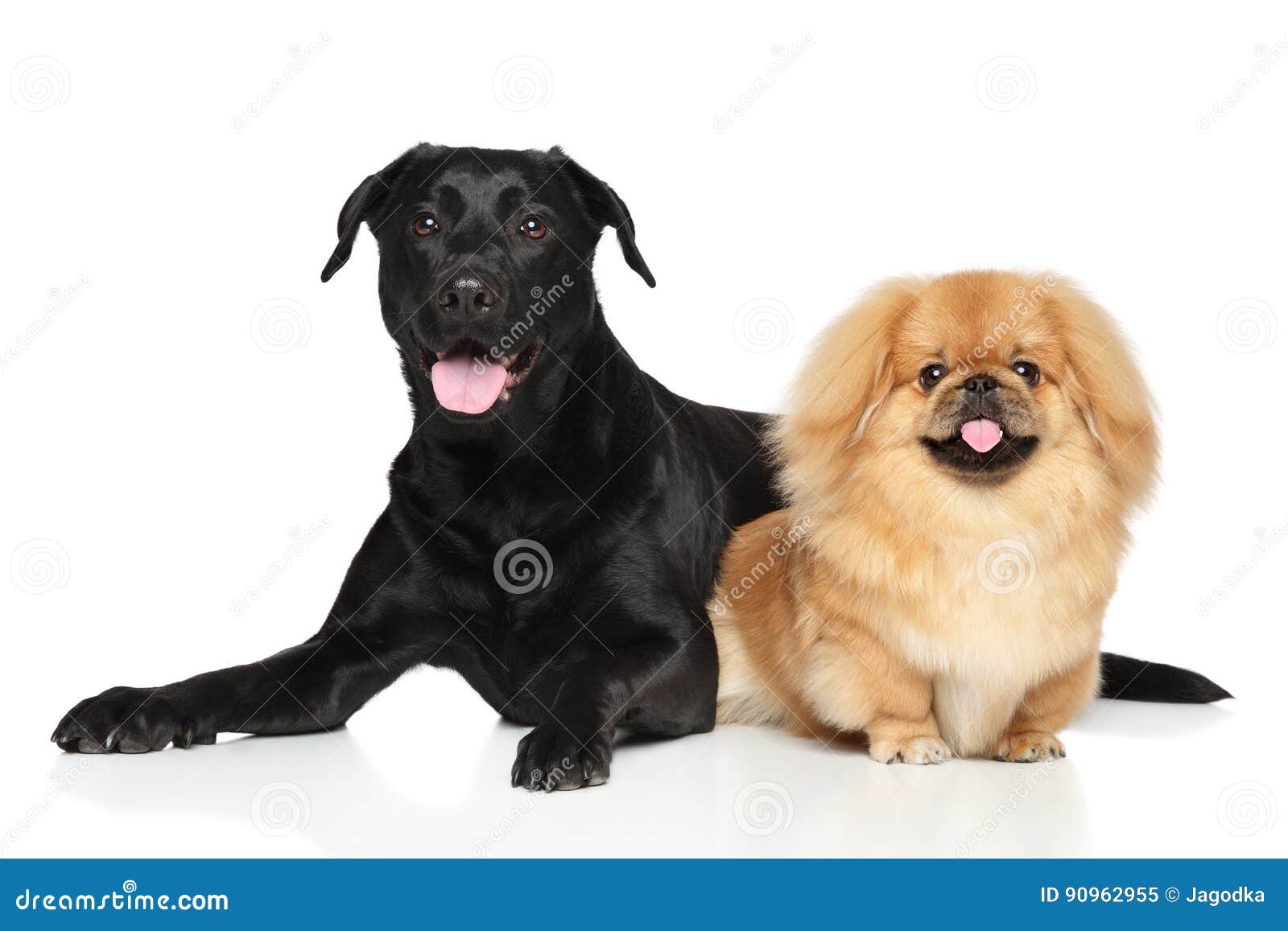Two Happy Dogs in Front of White Background Stock Image - Image of ...