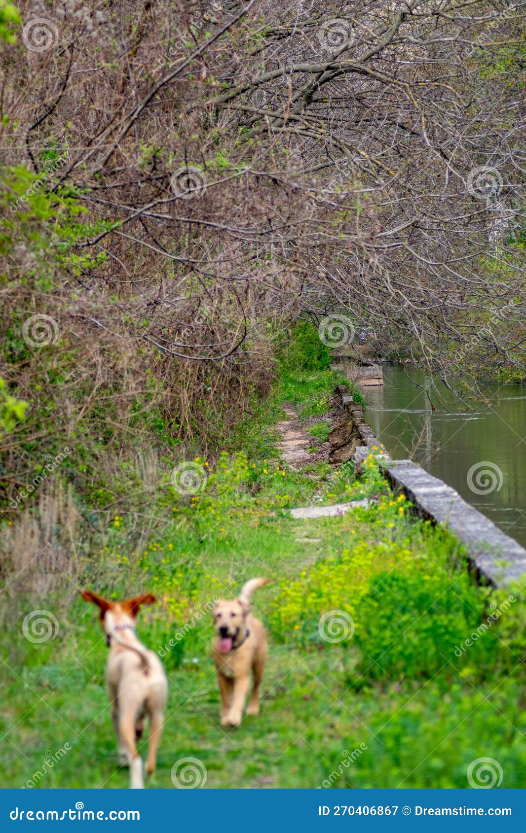 Two Happy Dogs Joyfully Run by the River Channel in the Nature Stock ...