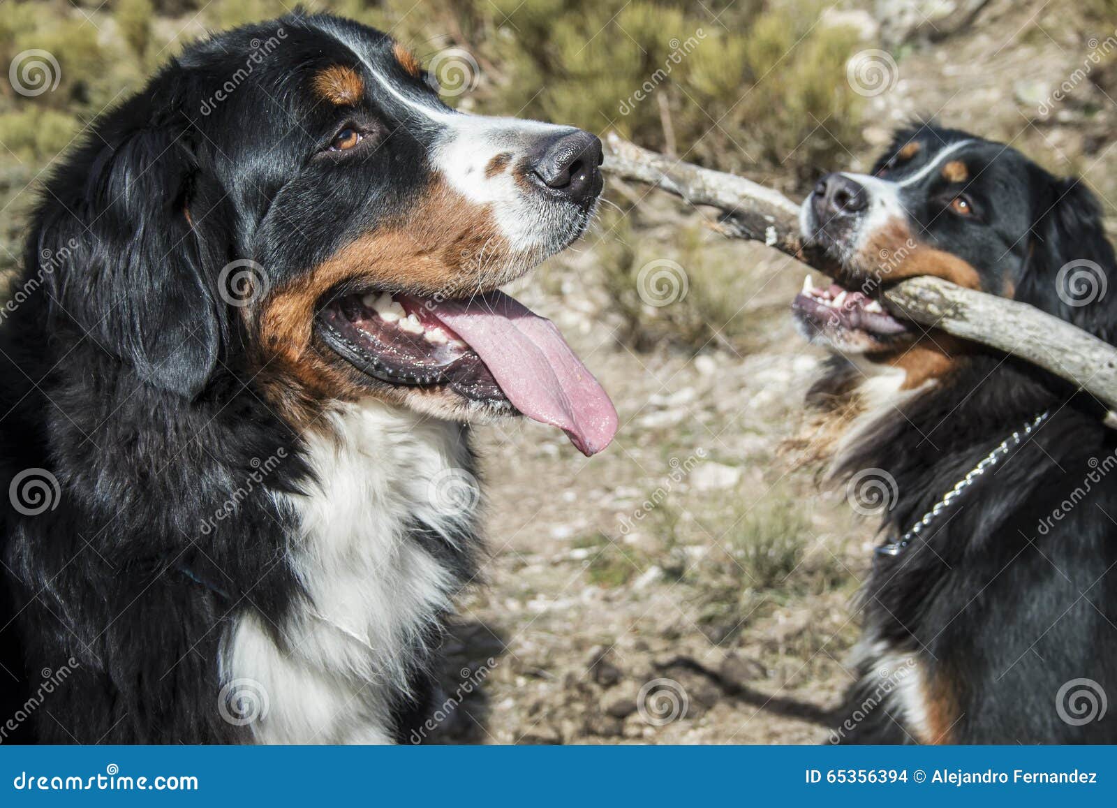 Two Happy Dogs Playing with Tree Branch at Mountain Stock Photo - Image ...