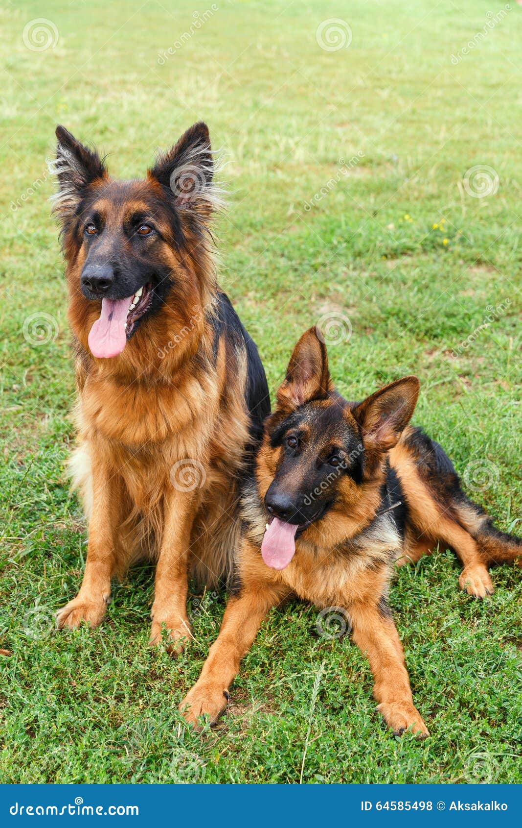 Two Happy German Shepherd Dogs Stock Photo - Image of canine, mammal ...