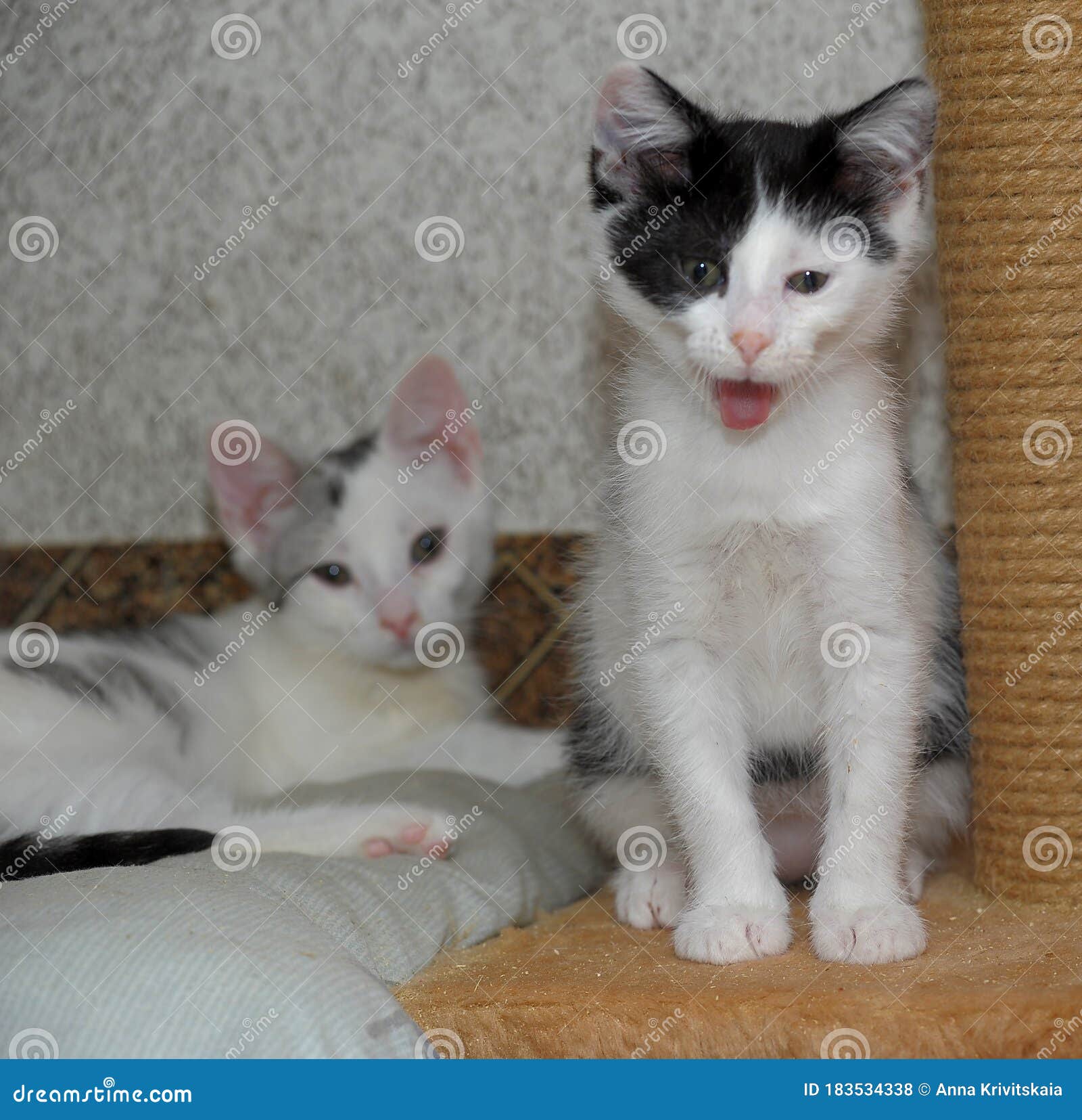 Two happy kittens together stock photo. Image of friendly - 183534338