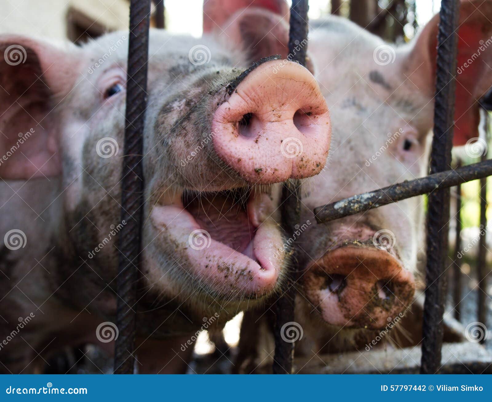 Two happy pigs behind bars stock photo. Image of farm - 57797442
