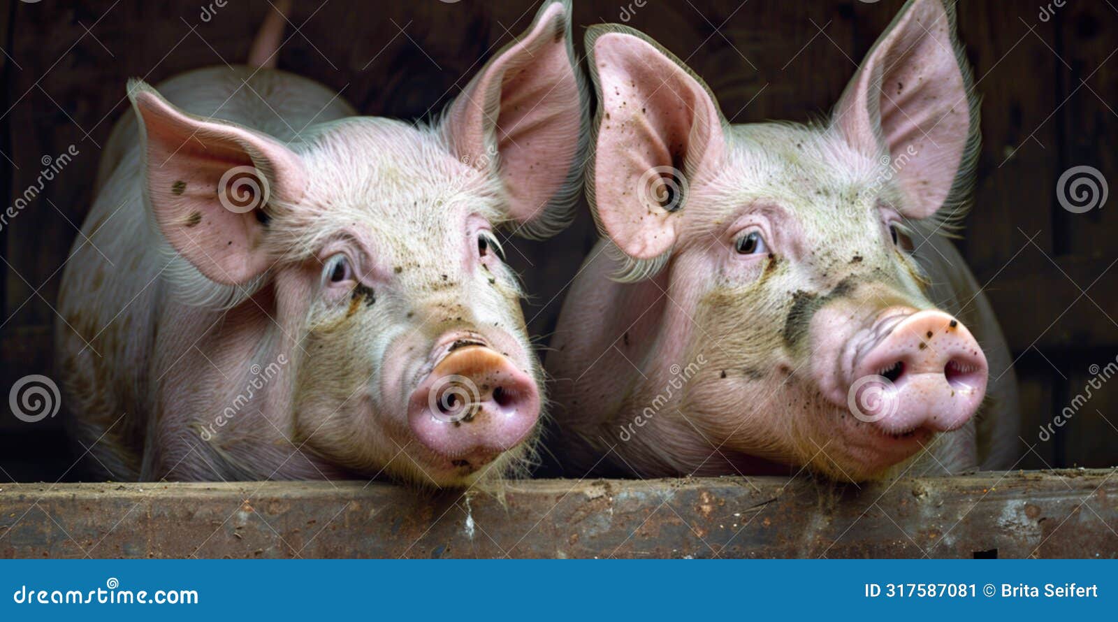 Two happy pigs at the farm stock illustration. Illustration of farming ...