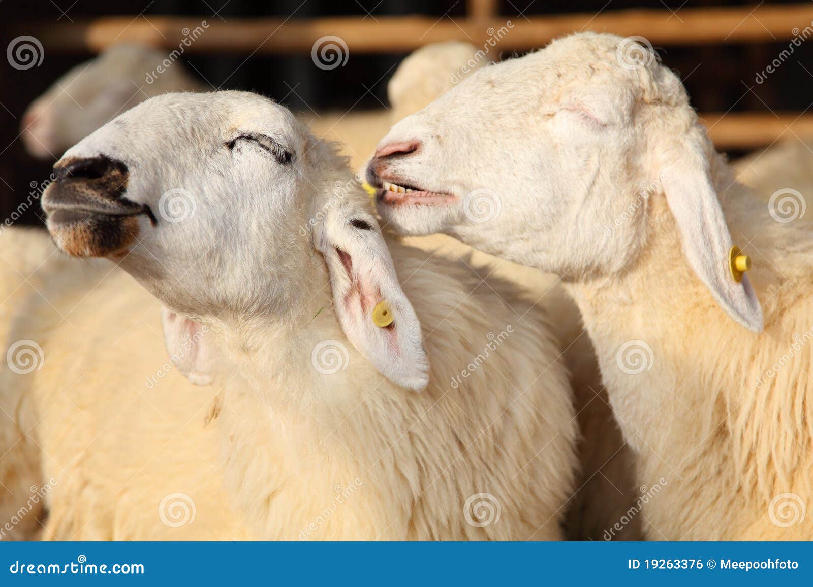 Two Happy Sheep Smiling in the Farm Stock Photo - Image of flock ...