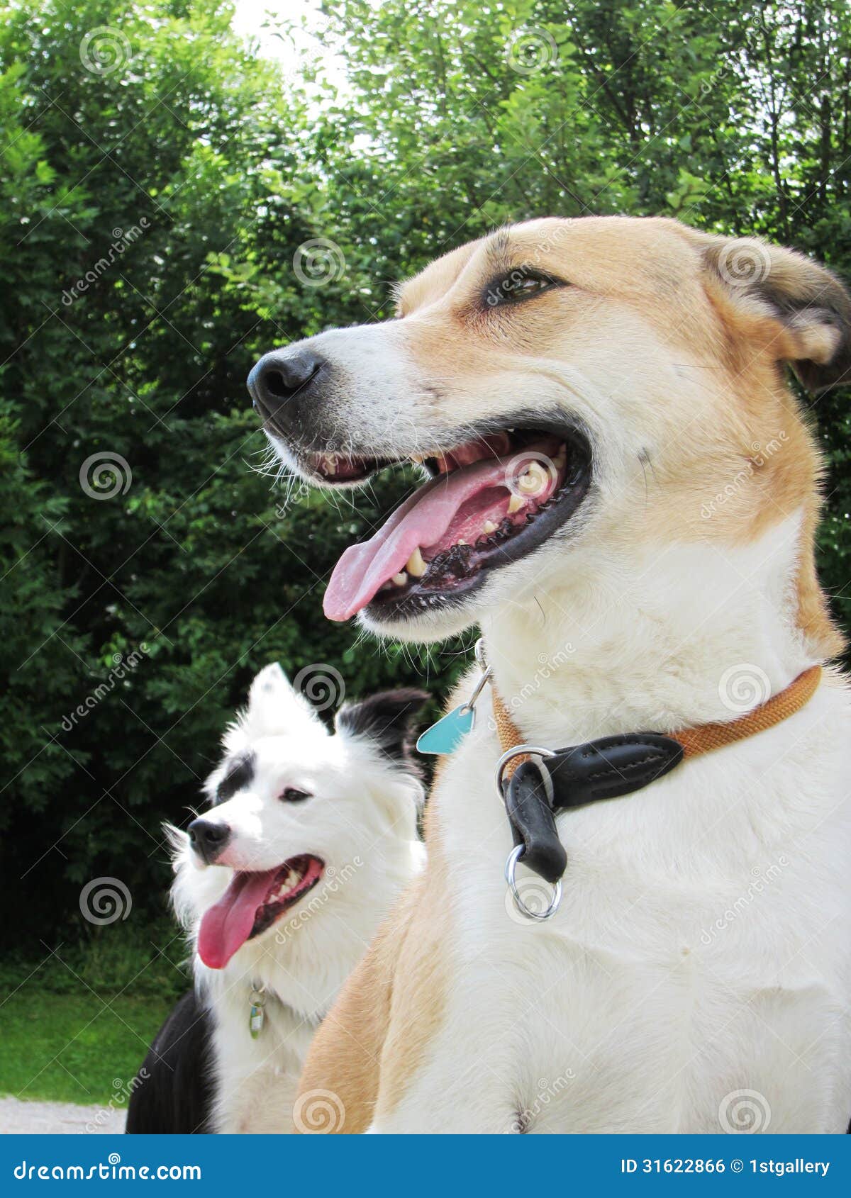 Two happy sitting dogs (1) stock photo. Image of outside - 31622866