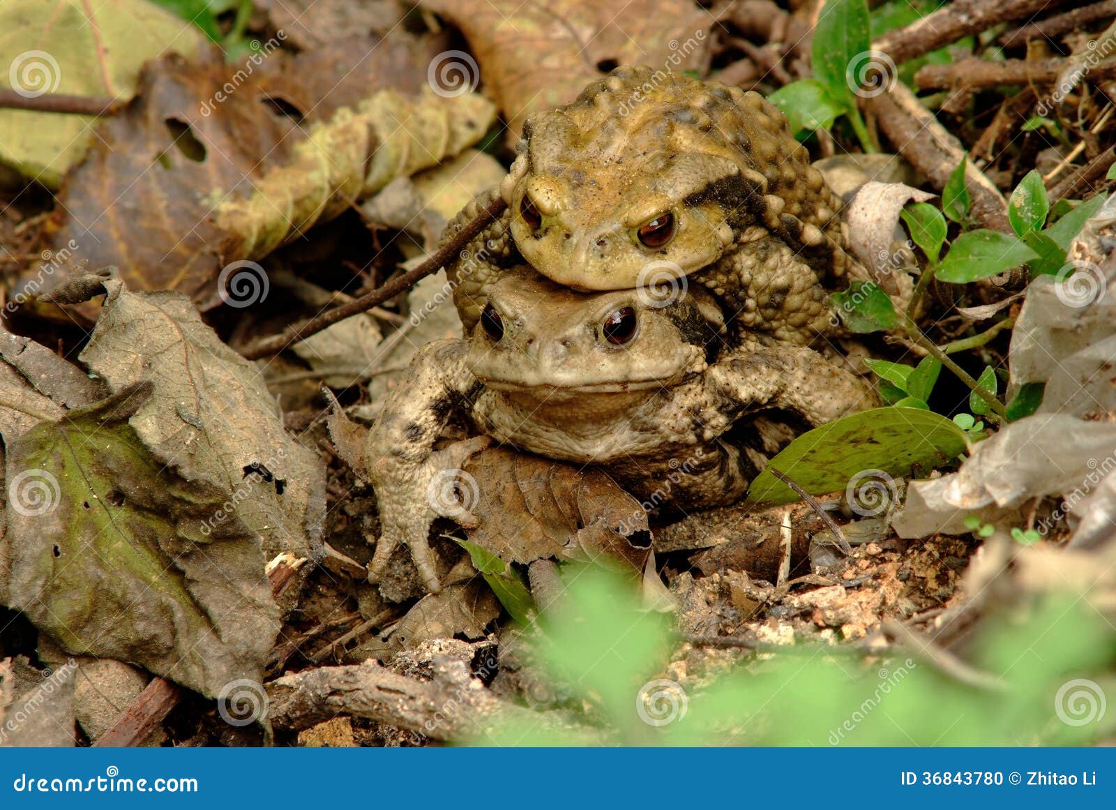 Two happy toads stock photo. Image of insect, leave, toads - 36843780