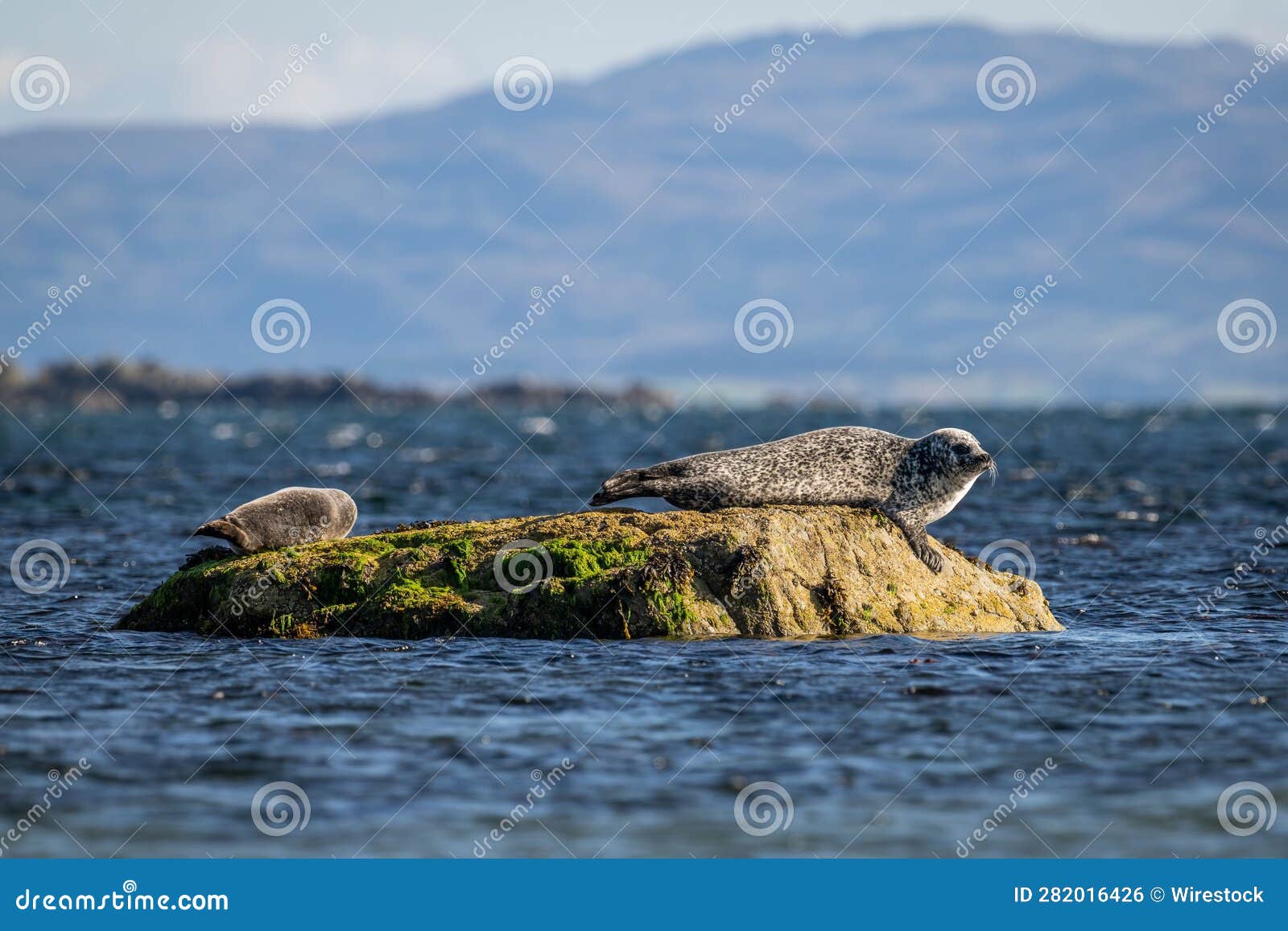 Two Harbor Seals Lying on Top of a Mossy Rock in the Ocean Stock Photo ...