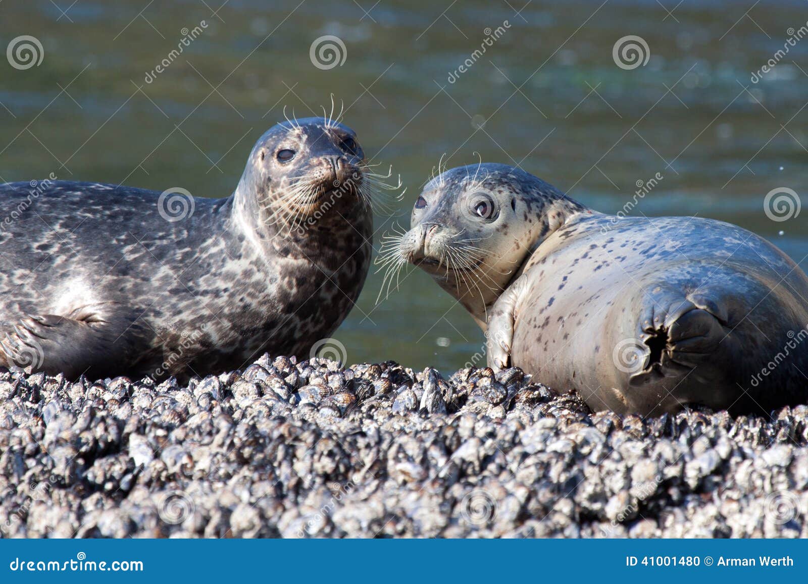Two harbor seals stock photo. Image of right, stare, contact - 41001480