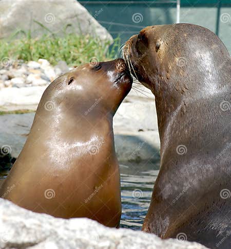 Two Harbour Seals stock image. Image of face, animals - 28673855