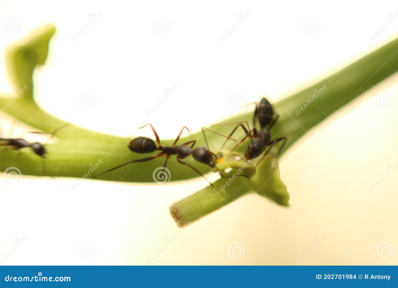 Two Hardworking Ants on a Small Stem of a Plant Stock Photo - Image of ...