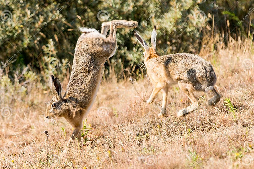 2 Hare Jumping and Fighting Stock Photo - Image of rabbit, speed: 99774108