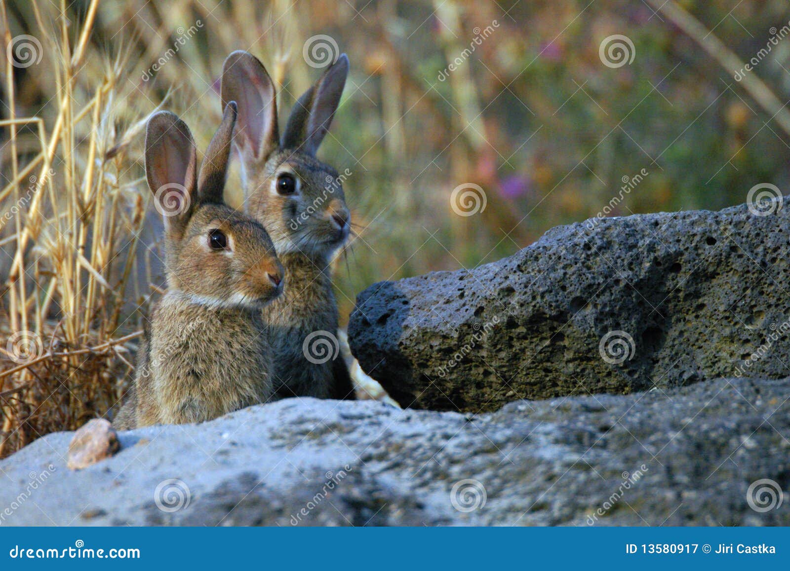 Two hares stock image. Image of stone, animal, spring - 13580917