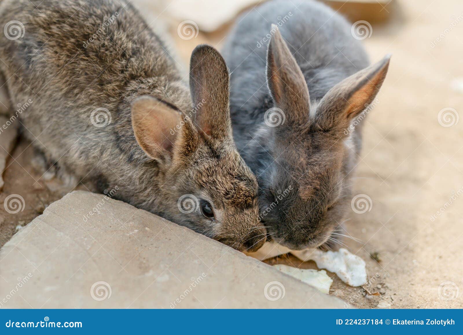 Two hares eating cabbage stock photo. Image of eating - 224237184