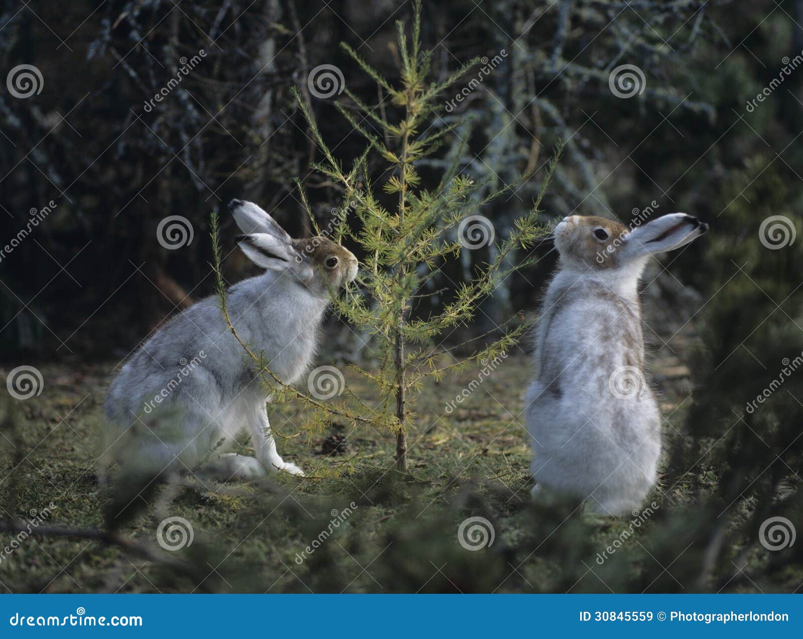 Two Hares Nibbling on Small Tree Stock Image - Image of sapling ...