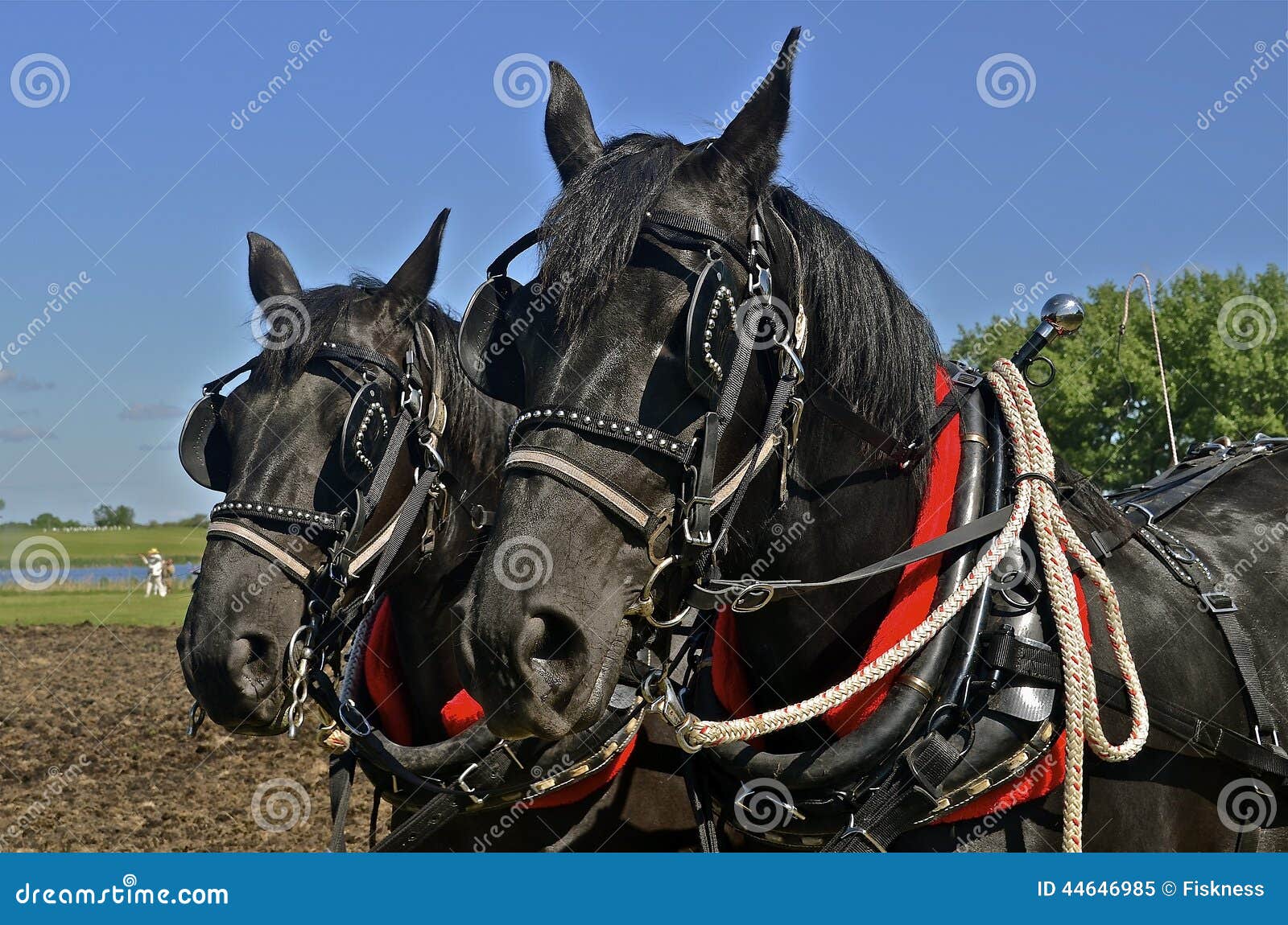 Two harnessed horses stock image. Image of country, hames - 44646985