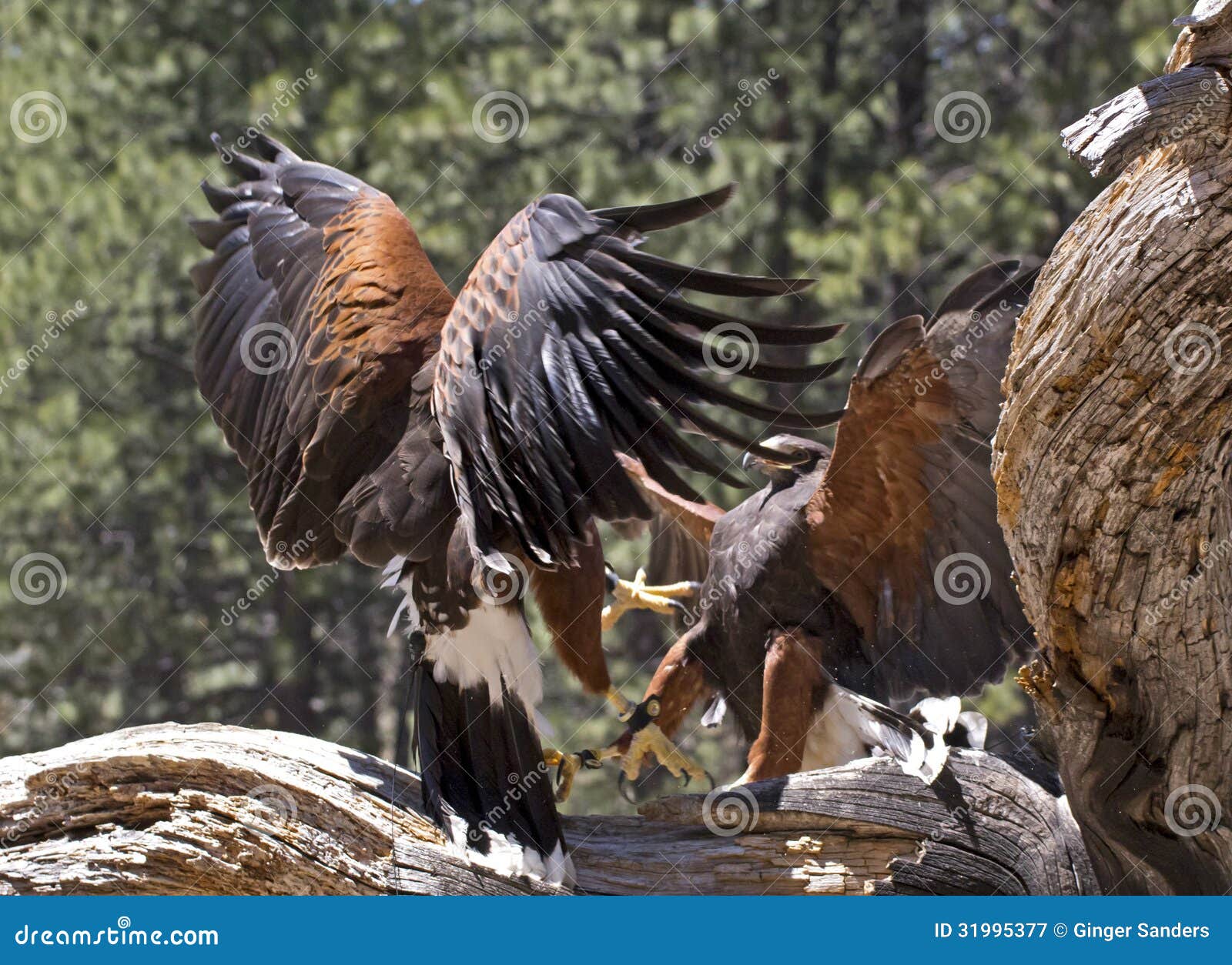 Two Harris Hawks Birds Fighting on Tree Stock Image - Image of brown ...