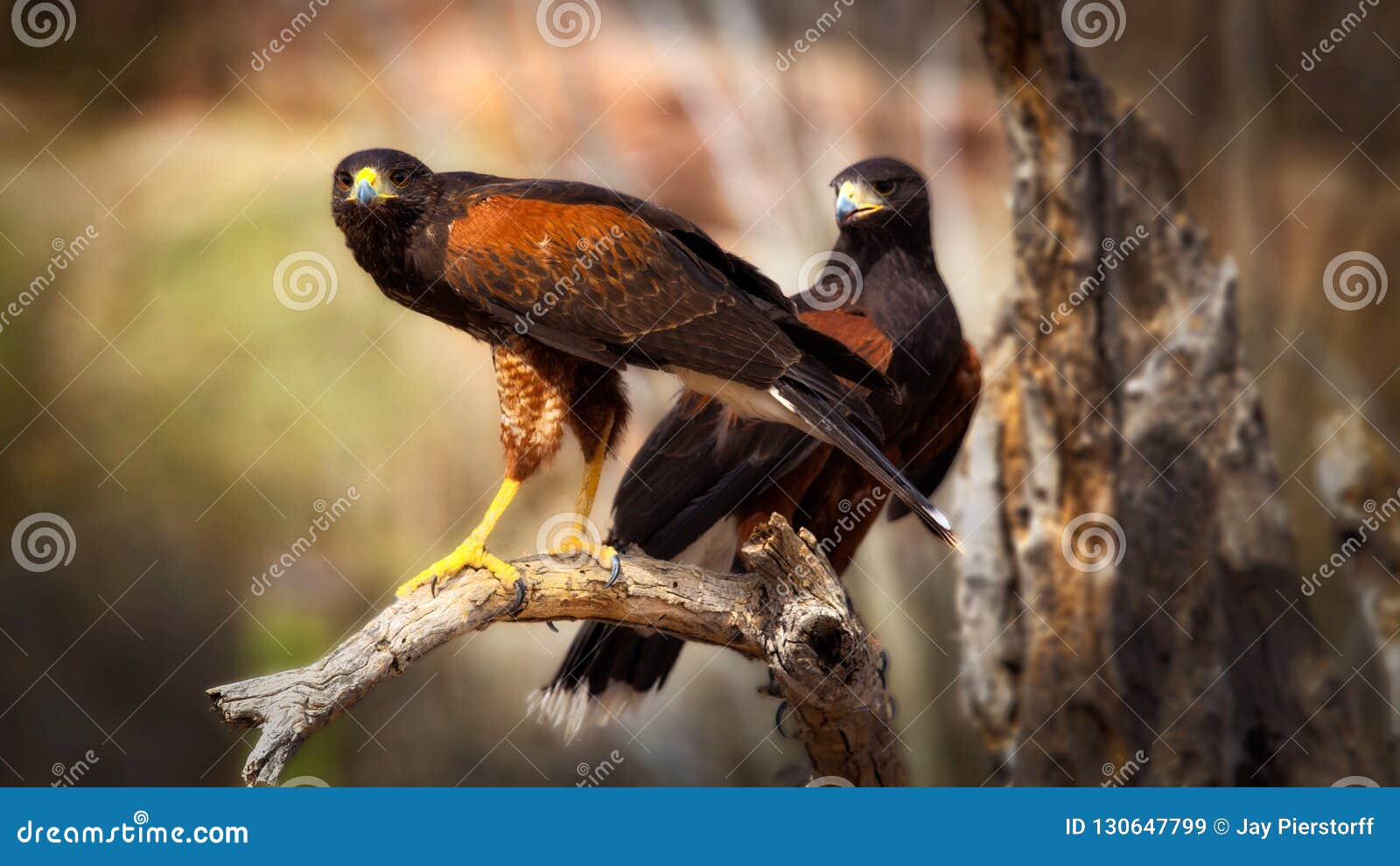Two Harris Hawks Perched on Branch Up Close Parabuteo Unicinctus Stock ...