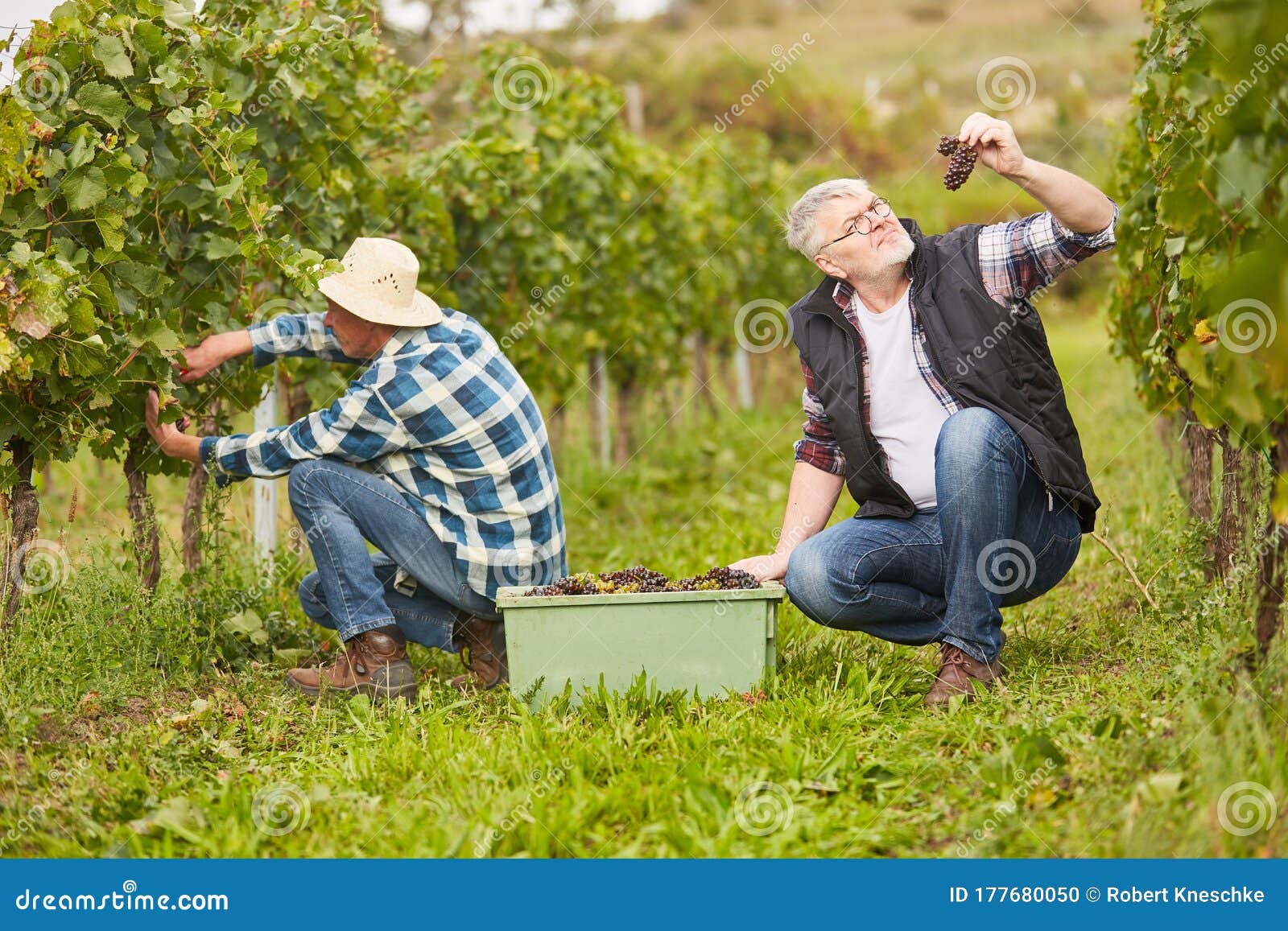 Two Harvest Helpers Harvesting Grapes Manually Stock Photo - Image of ...