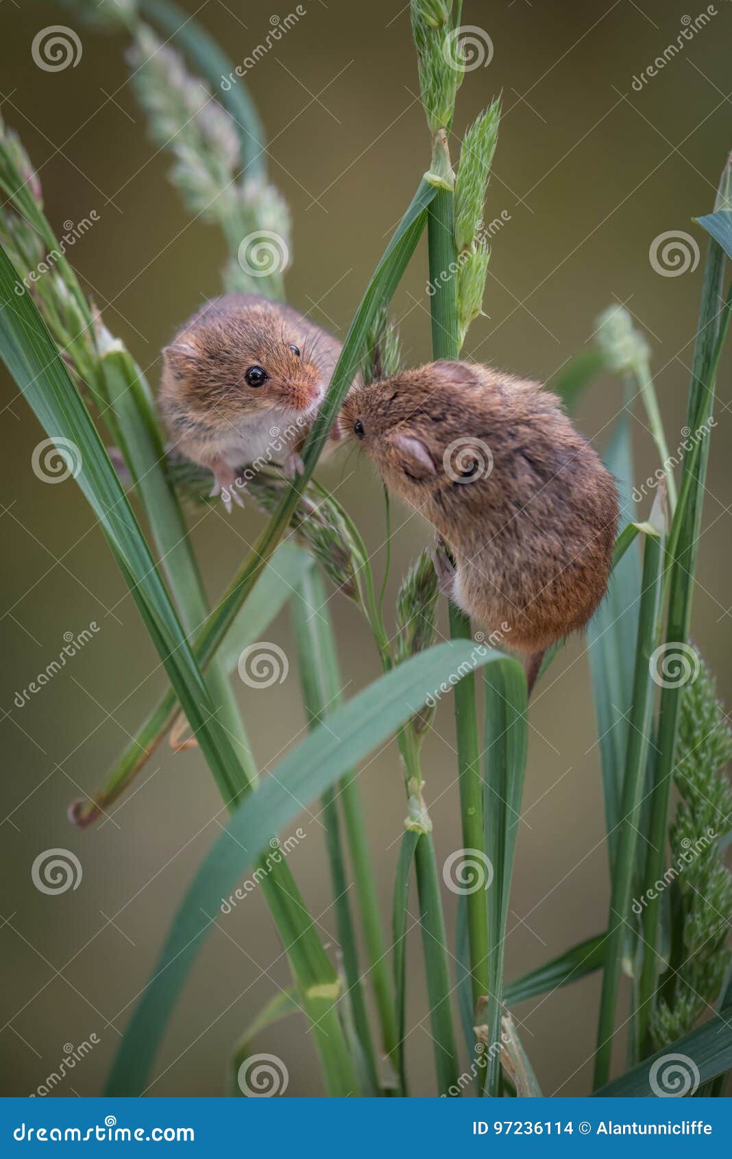 Two harvest mice stock photo. Image of grass, balance - 97236114