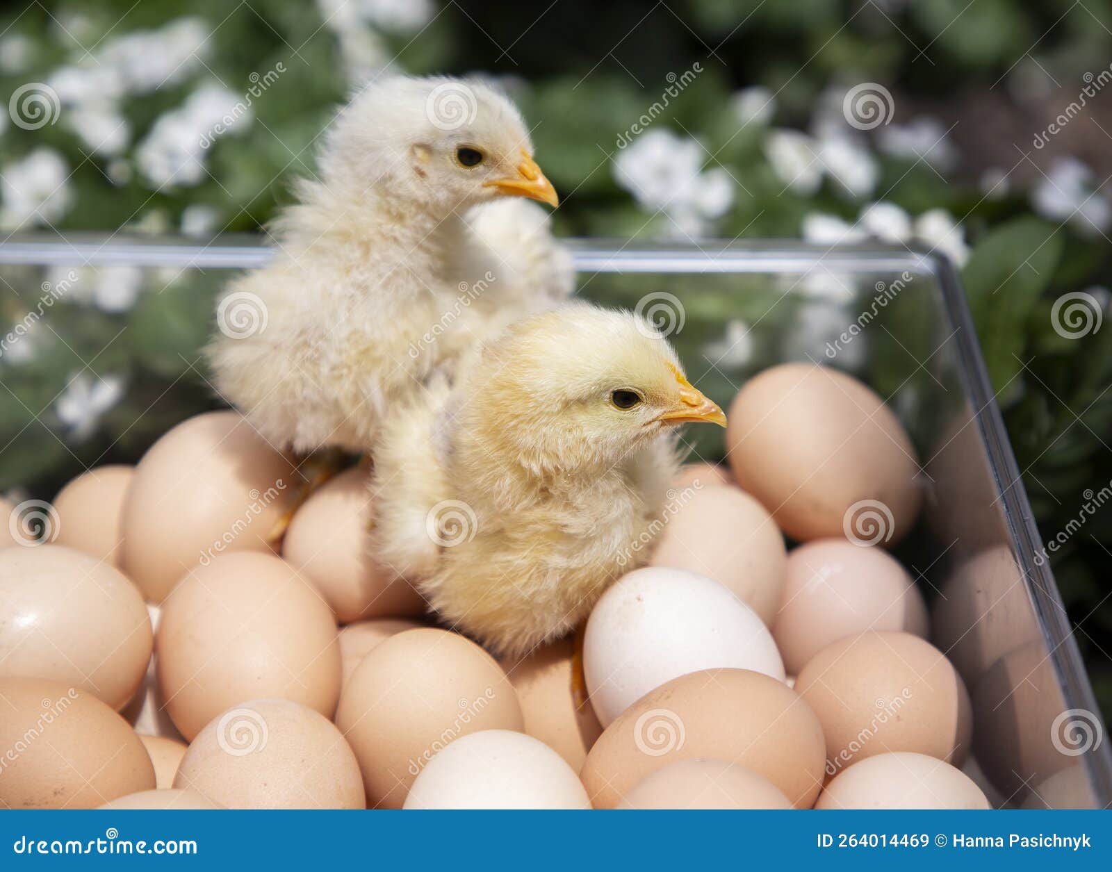 Two Hatched Chicks are Sitting in a Box with Many Eggs Stock Image ...