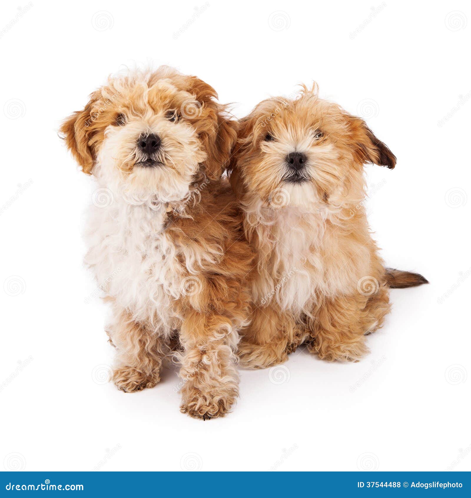 Two Havanese Poodle Crossbreeds Stock Photo - Image of studio, canine ...