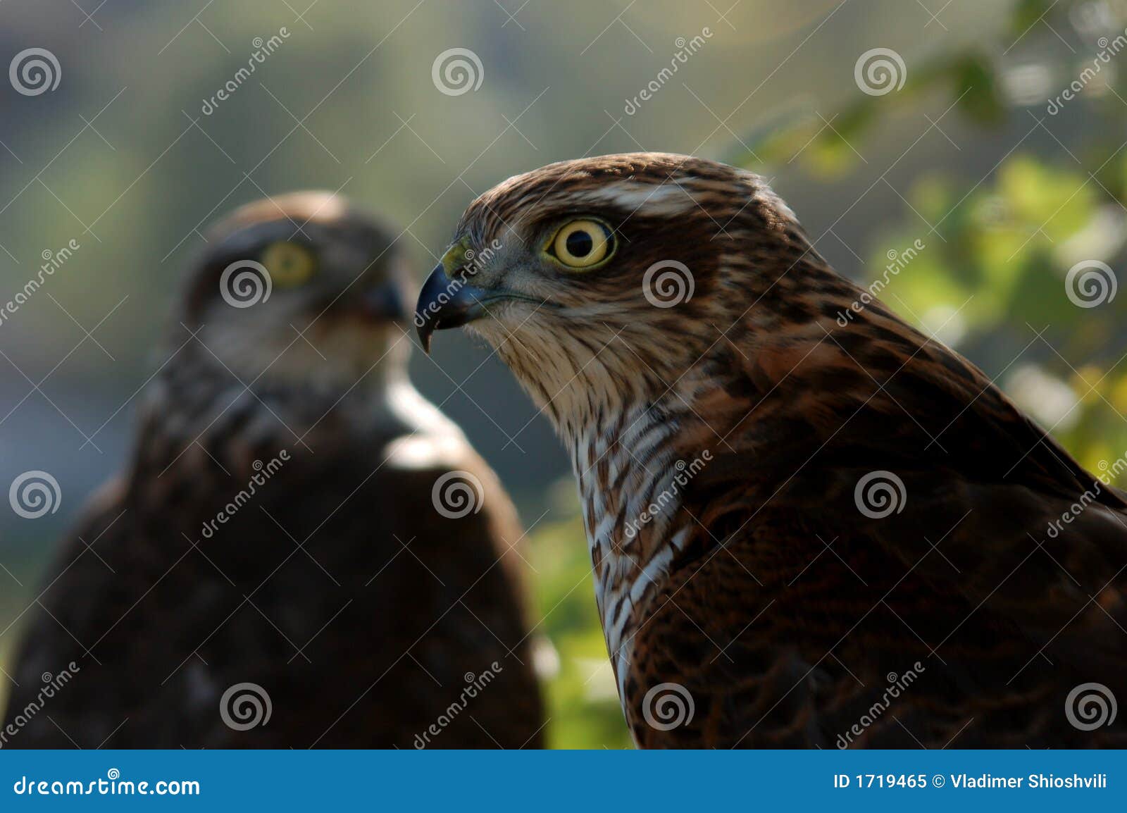 Two hawks stock image. Image of caucasian, animal, prey - 1719465