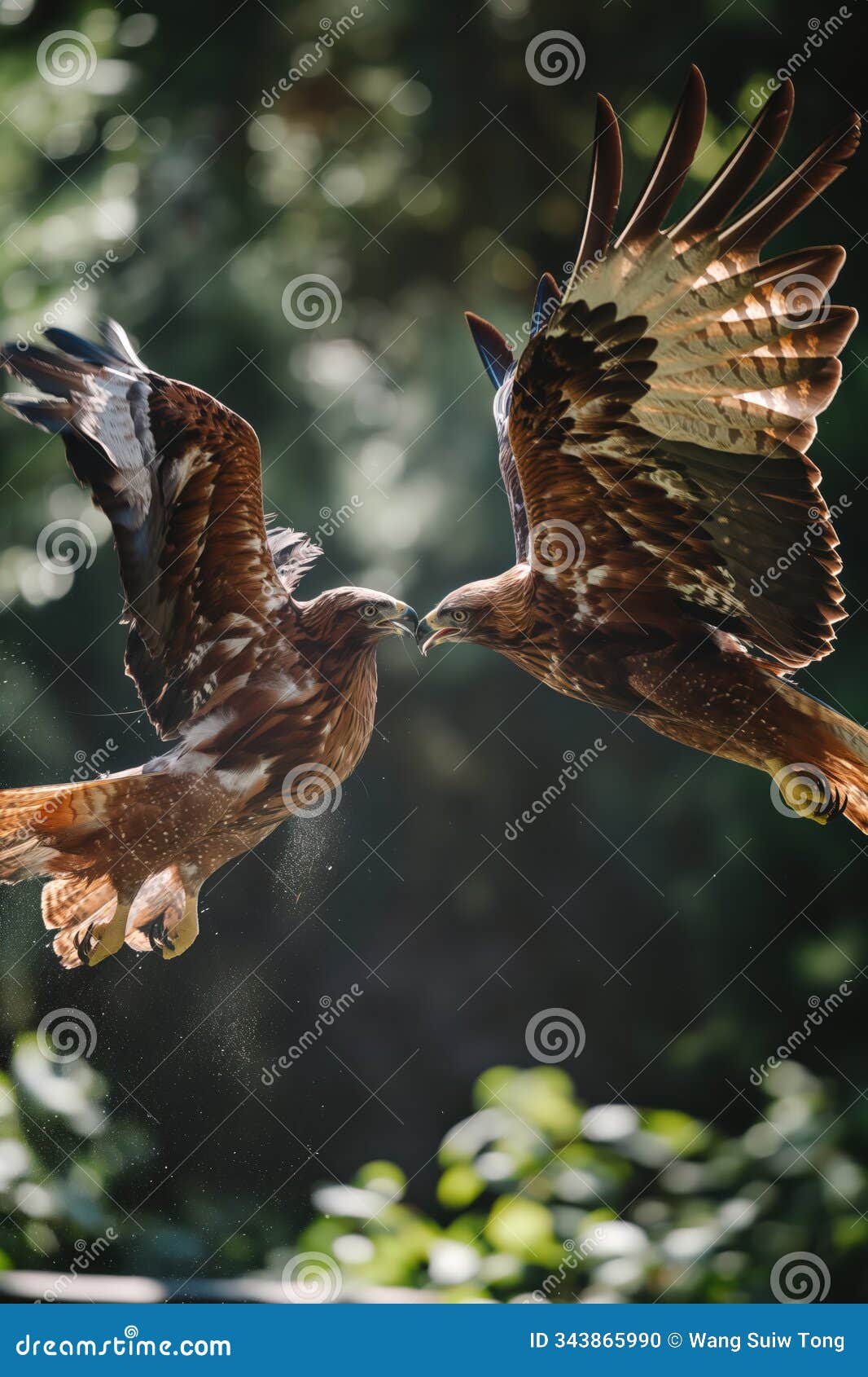 Two Hawks Fighting in Flight with Green Background Stock Photo - Image ...